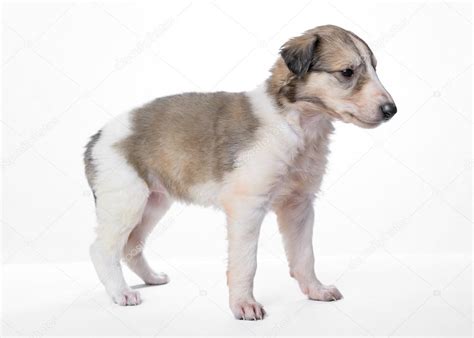 Cute Borzoi Puppy Price