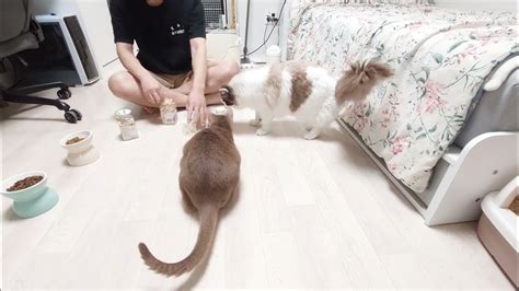 심코 눈높이 야바위 Youtube