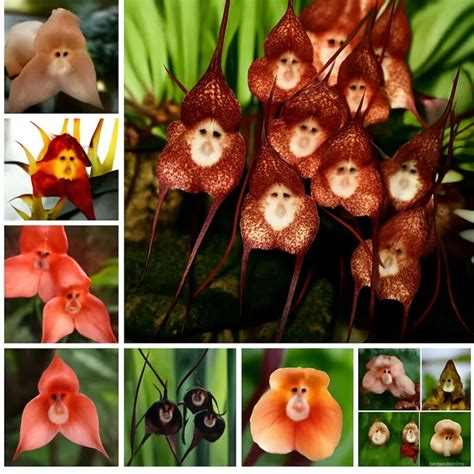 Exotic Monkey Face Orchid Seeds 100pcs Variety Pack