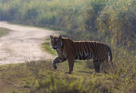 Assam Tour Package Upto 50 Off Trekup India