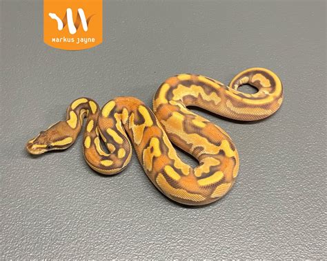 Butter Ball Python Traits Morphpedia
