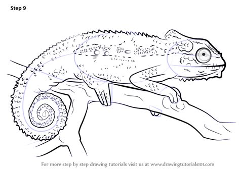 How To Draw A Cape Dwarf Chameleon Reptiles Step By Step