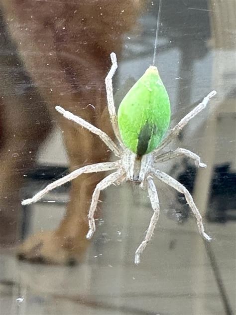 Pretty Spider Found In Our Yard Near Jerusalem Rspiders
