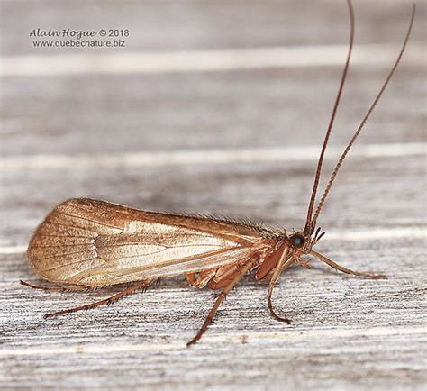 Limnephilidae Bugguidenet