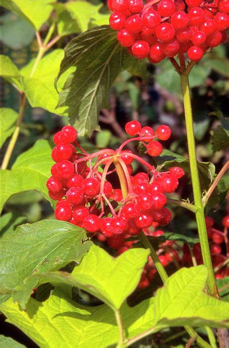 Viburnum Opulus Compactum Greeting Card By Science Photo Library