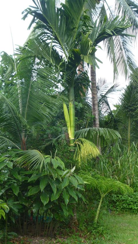 Areca Catechu Inflorescence Discussing Palm Trees Worldwide Palmtalk