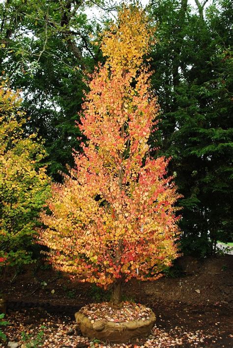 Japanese Katsura Tree Cerci Diphyllum Japonicum Seeds Etsy In 2025