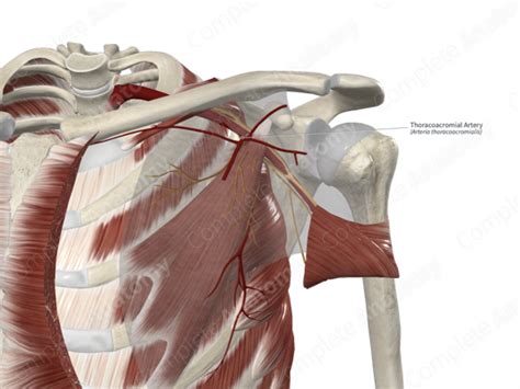 Thoracoacromial Artery Cadaver