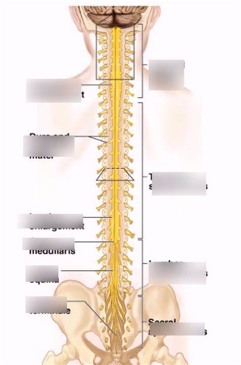 Spinal Nerves Diagram Quizlet