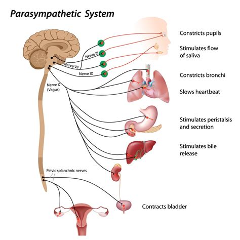 Parasympathetic System Vm Study Group