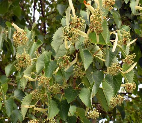 Tilia Platyphyllos Tree