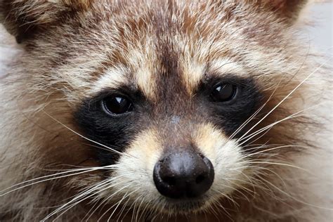 Download Cute Raccoon Face Close Up Picture