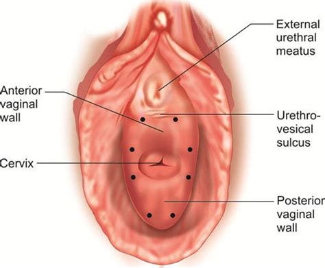 Sexual Intercourse Diagram