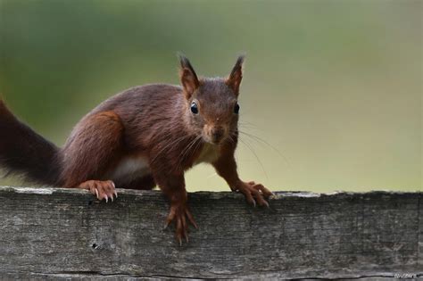 Susanimegirlbody Photos Download The Best Free Susanimegirlbody