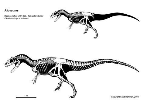 Allosaurus Wikipedia Bahasa Indonesia Ensiklopedia Bebas