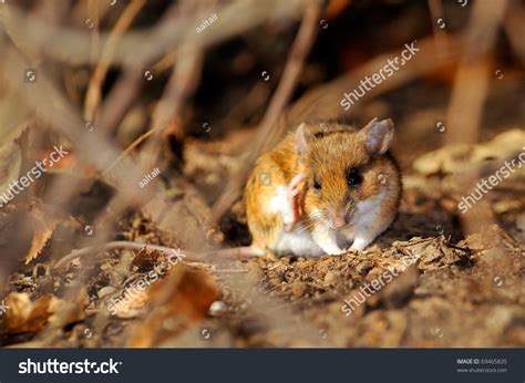 What Is A Mouse Natural Habitat At Marcelene Grant Blog