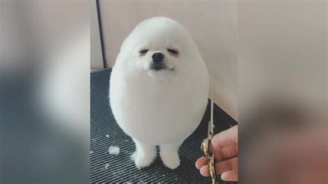 A Dog That Looks Like A Snowball