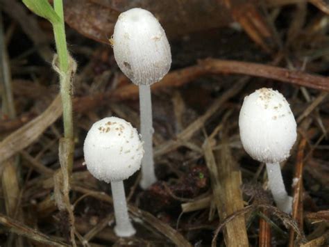 Psathyrellaceae Křehutkovité Mykocz