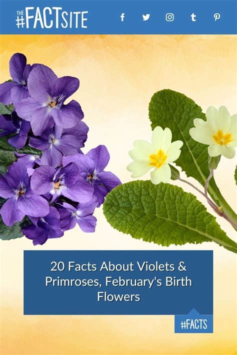 20 Facts About Violets And Primroses Februarys Birth Flowers The Fact