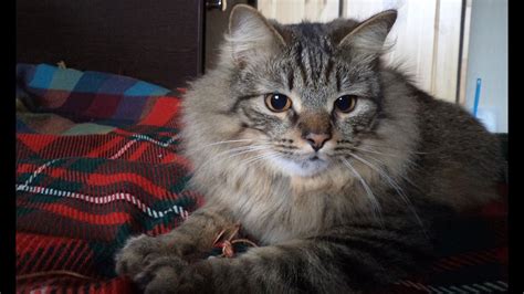 Умка Кот Facebook