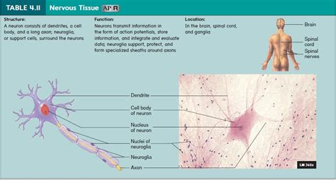Nervous Tissue Examples