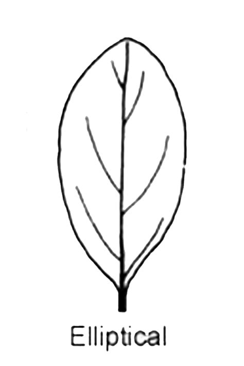 Leaf Shape The Plumeria