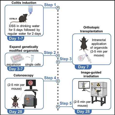 Cell Press Star Protocols