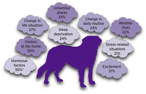 How Is Epilepsy Treated In Dogs