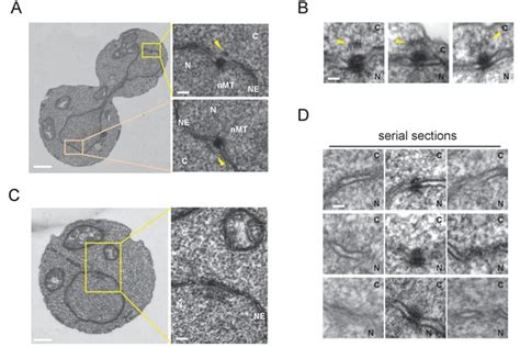Polo Like Kinase Cdc5 Regulates Spc72 Recruitment To Spindle Pole Body