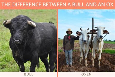 Difference Between An Ox And A Cow
