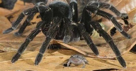 Giant Tarantulas Keep Tiny Frogs As Pets The Frog Can Protect The