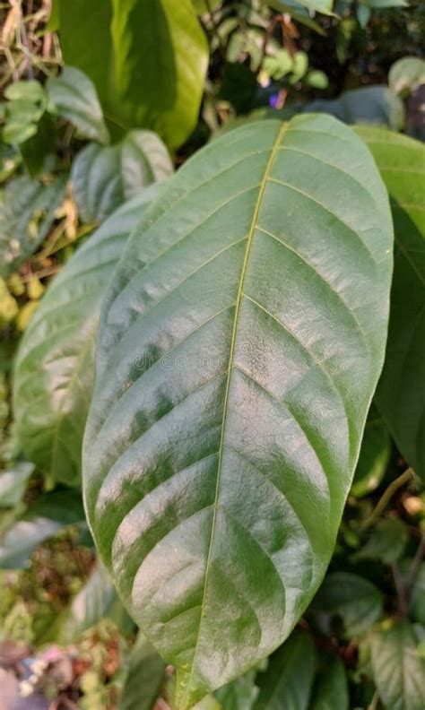 Dark Green Long Leaf Natural Concept Stock Image Image Of Leaf Concept 254782783