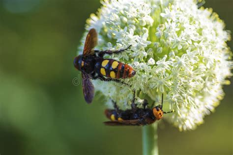 Megascolia Maculata Vespa Mamute Scolia Lat Megascolia Maculata é