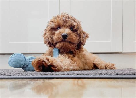 Cavapoo Full Grown Size