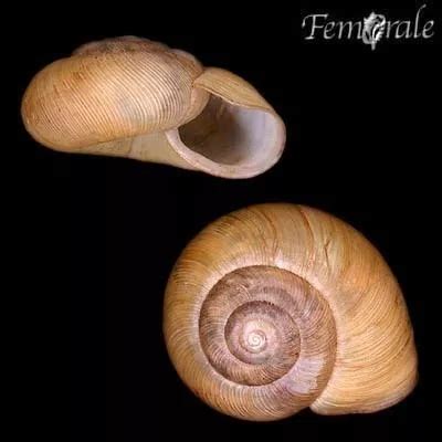 Helicina Helicinan Snails And Slugs Humboldt Life Lost Coast