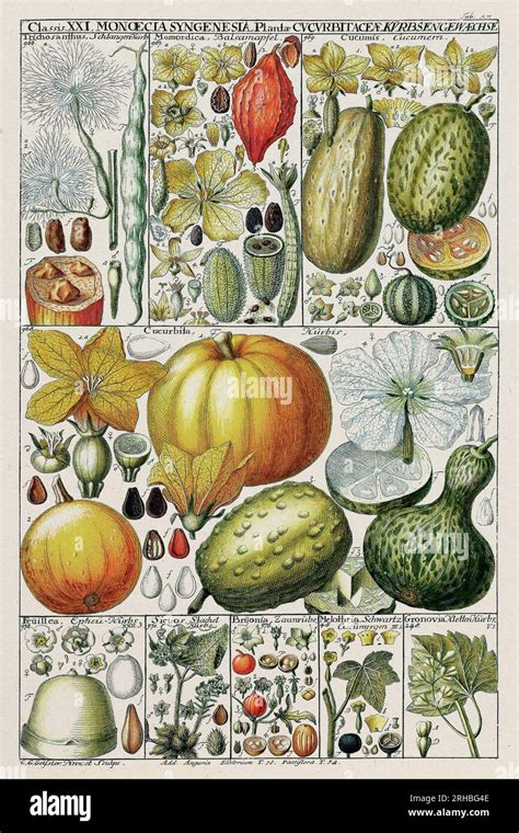 Vintage Botanical Illustration 18th Century Botanical Chart Linnaean