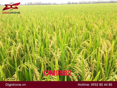 Giống Lúa Thái Bình Chất Lượng Cao Năng Suất Tốt [top 7]