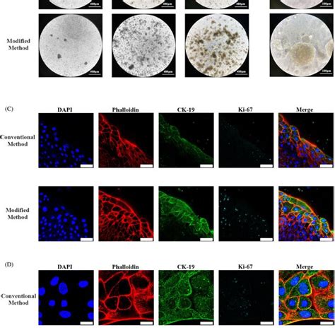 Primary Epithelial Cells Obtained Using Modified Isolation Formed Download Scientific Diagram