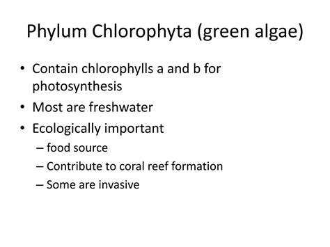 Chapter 7 Multicellular Plants Pptx