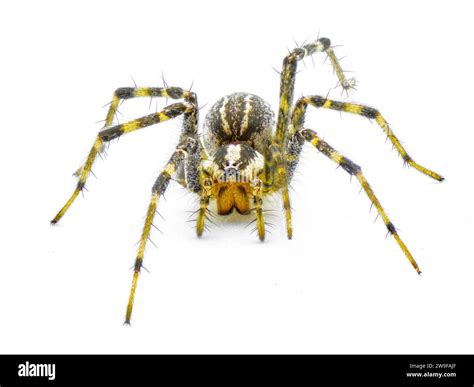 American Grass Spider A Genus Of Funnel Weaver Arachnid In The