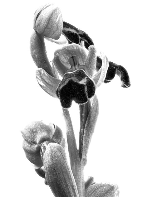 Ophrys Lupercalis Confederación Española De Fotografía