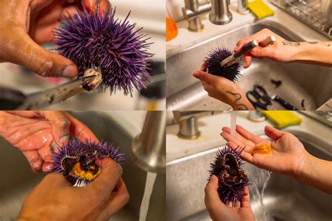 Purple Sea Urchin Uni