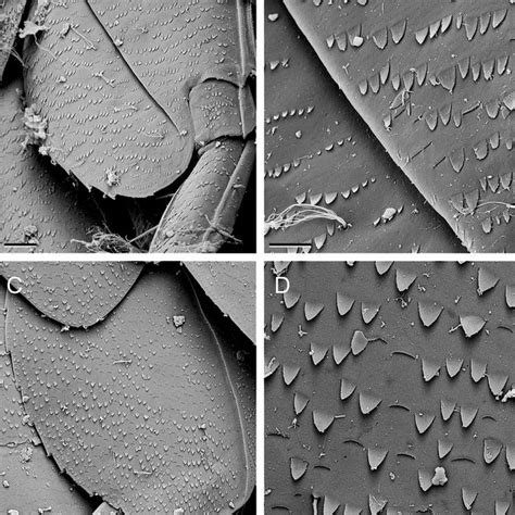 Oradarea Dawa New Species Am P64452 A Pereopod 7 Basis Showing Download Scientific Diagram