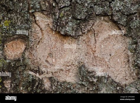 Rough Tree Bark With Fine Natural Structures And Patina Of Rough Tree