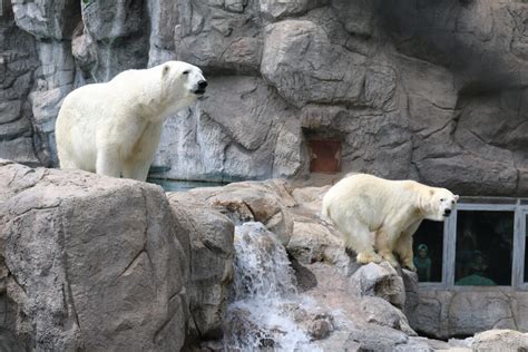 Polar Bear Canadian Polar Bear Habitat Gets Ready For New Arrival From