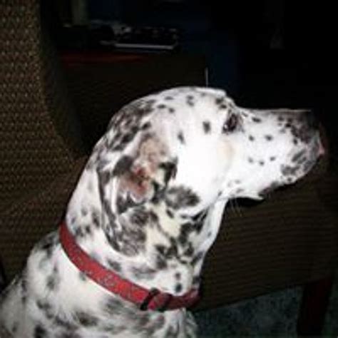 Stream Carol Wanner Bailey Music Listen To Songs Albums Playlists