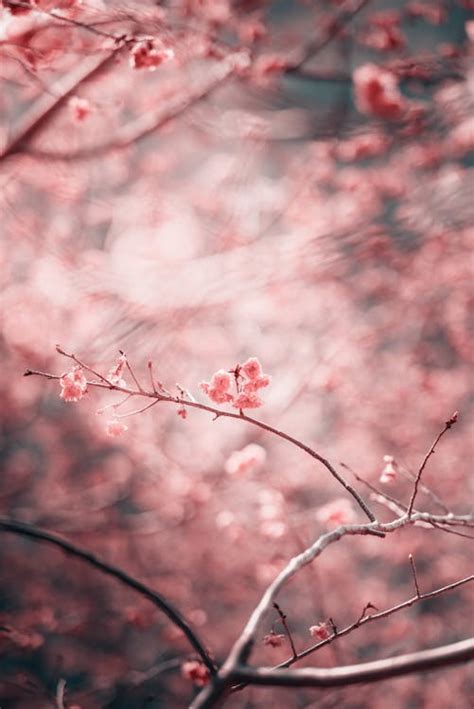 가벼운 가지 갱신 계절의 아름다움 고요한 광경 고요함 궁금해하다 꽃 꽃 추상 꽃무늬 꽃이 피는 꽃잎 낭만적인 몽환 미묘한 미묘한 색상 밝은