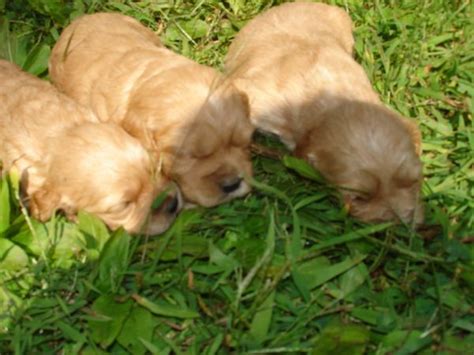 Cavapoos Disney Female Cavapoo Puppies
