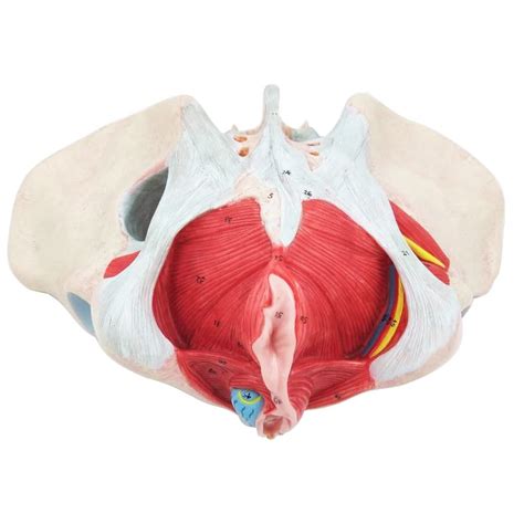 Pelvic Floor Muscle Anatomy Female