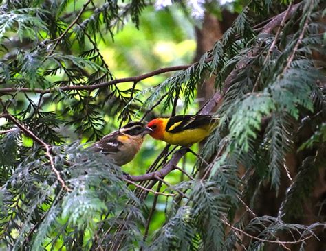 Western Tana Ger Grossbeak Trees Free Photo On Pixabay Pixabay